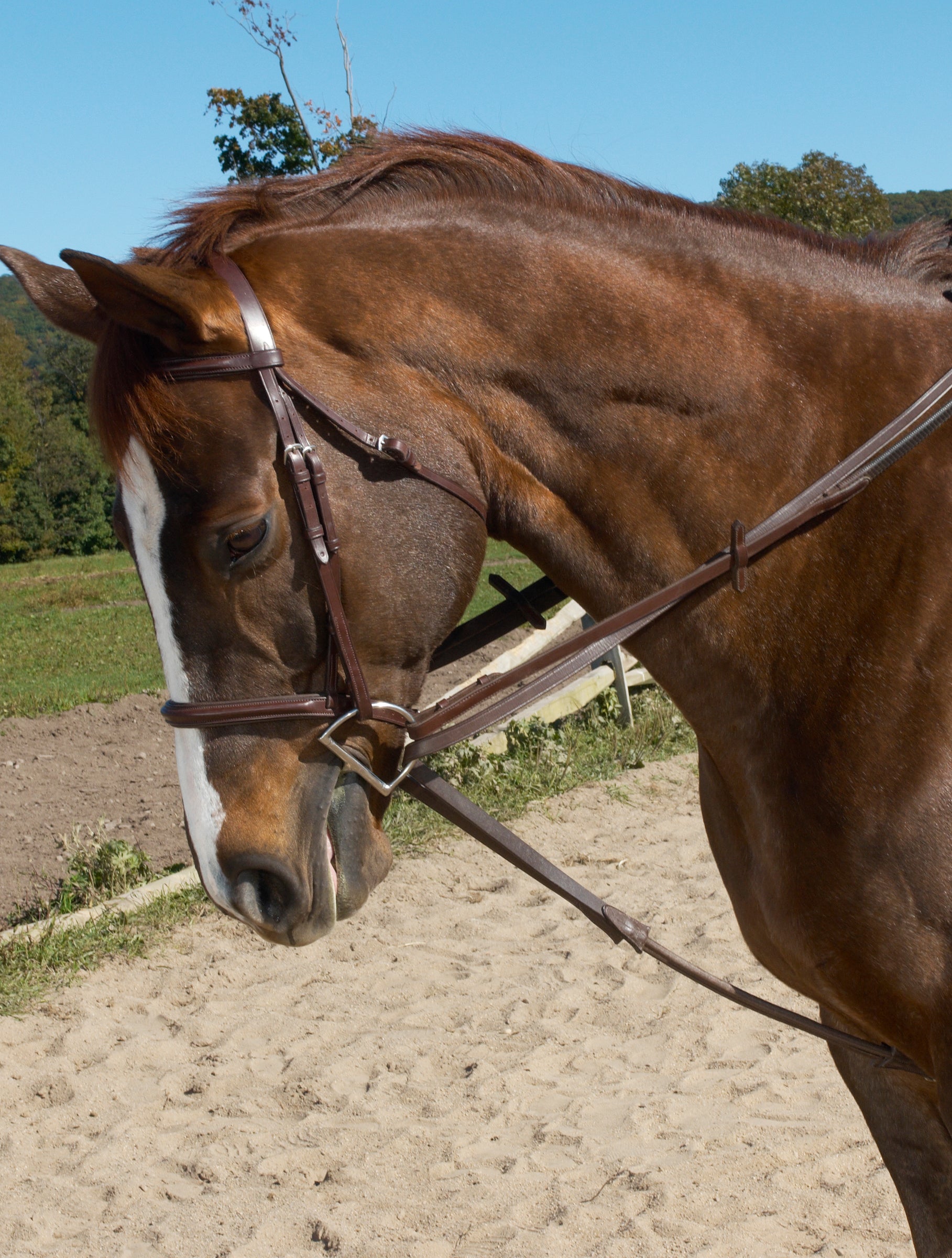 Ovation® Stretch Cord Draw Reins – English Riding Supply